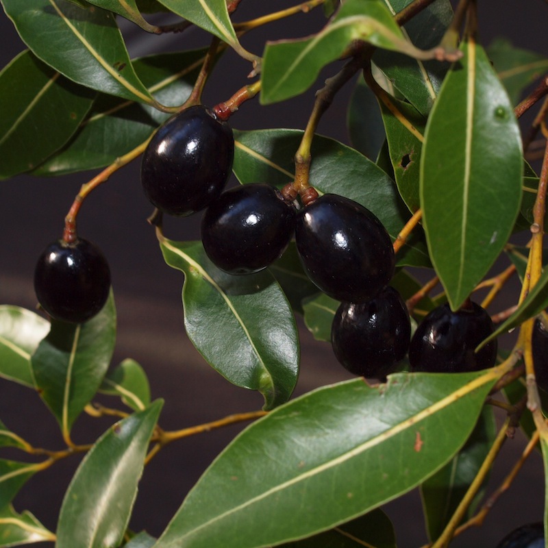 Growing Illawarra Natives