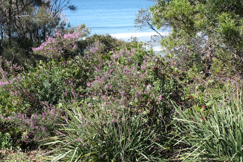 Growing Illawarra Natives