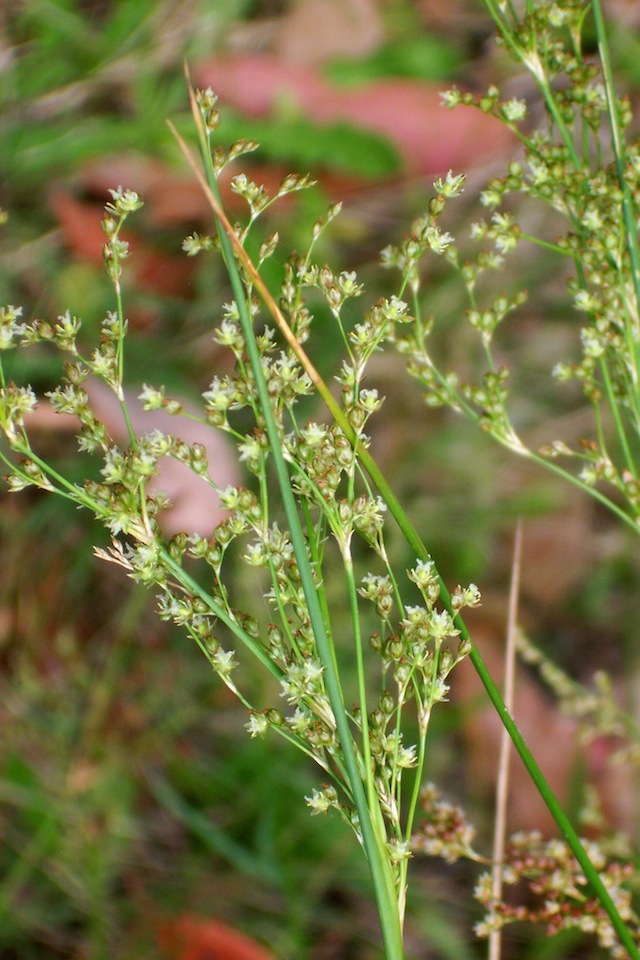 Growing Illawarra Natives
