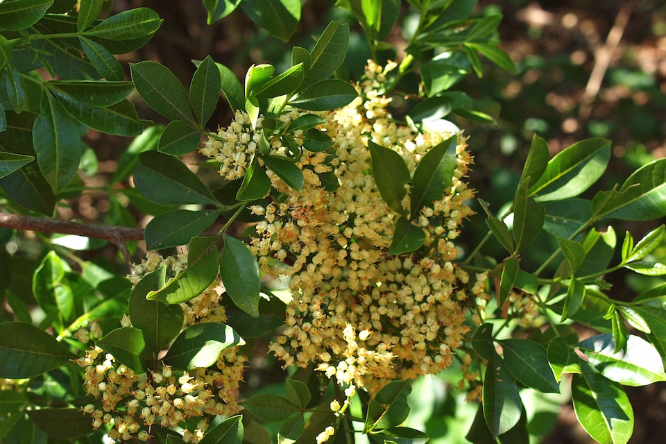 Growing Illawarra Natives