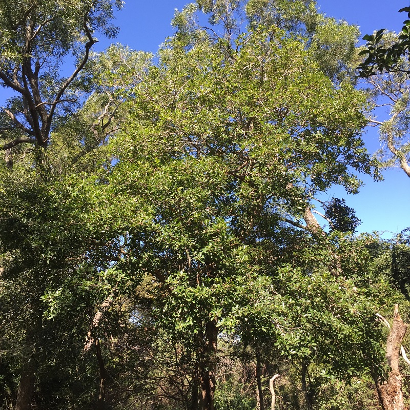 Growing Illawarra Natives