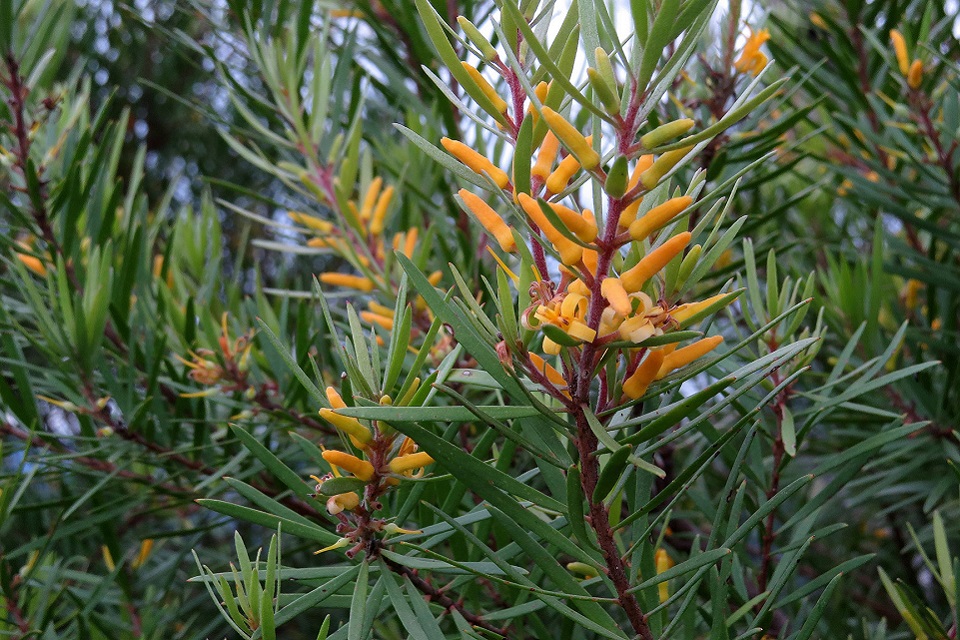 Growing Illawarra Natives