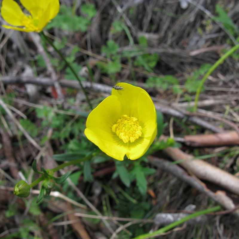 Growing Illawarra Natives