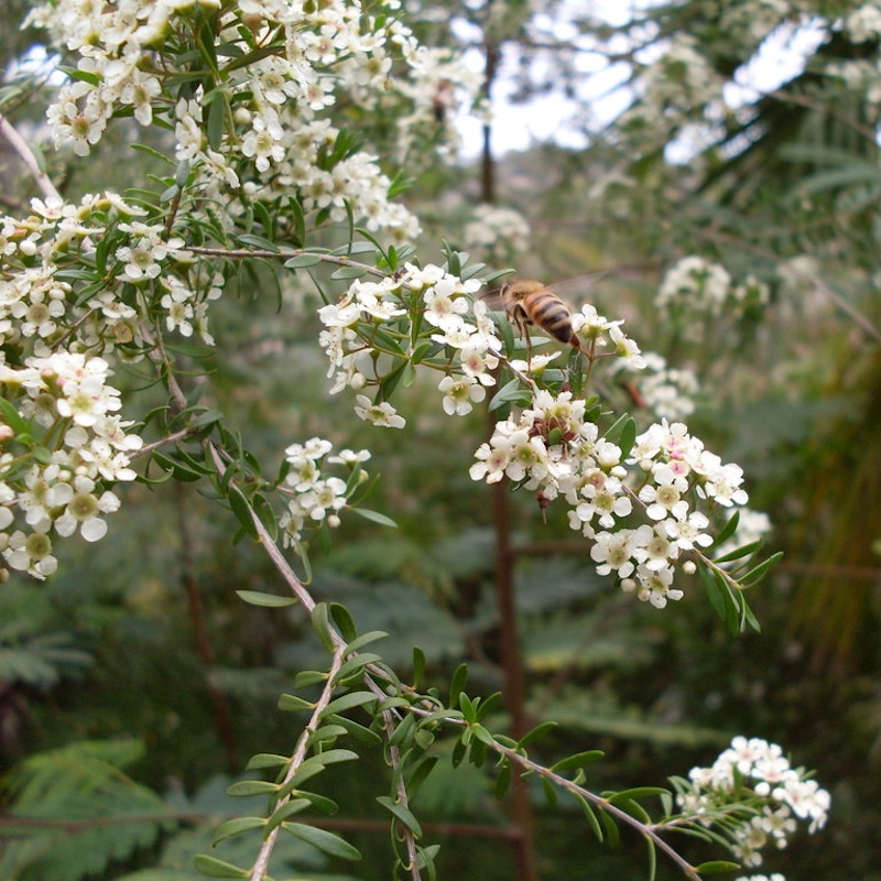 Growing Illawarra Natives