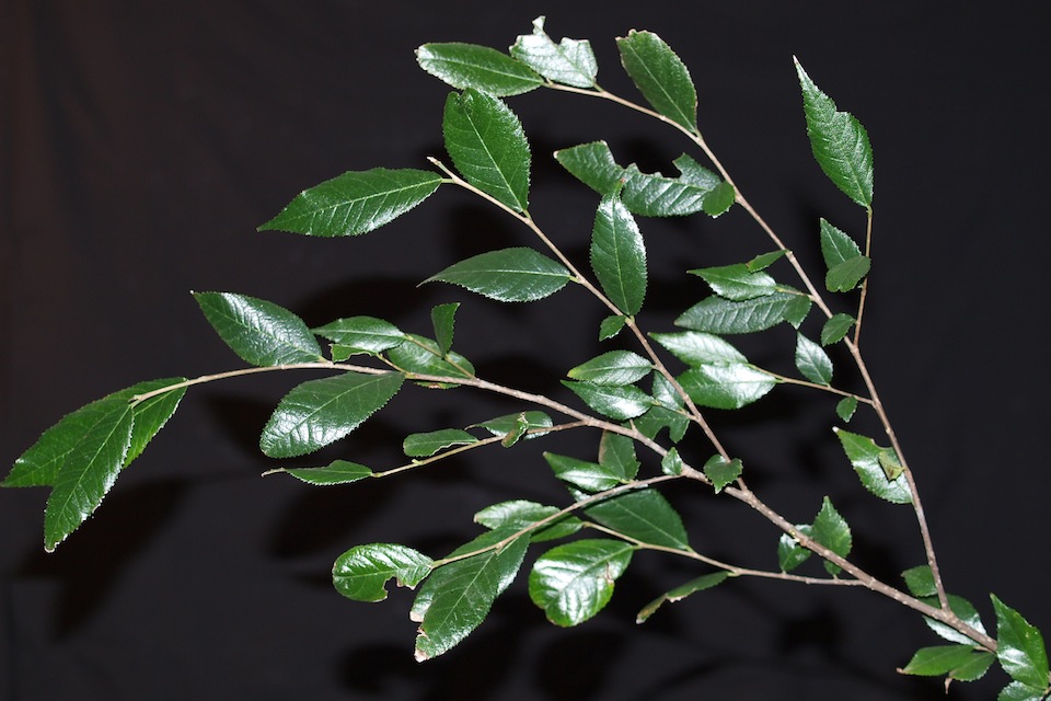 Growing Illawarra Natives