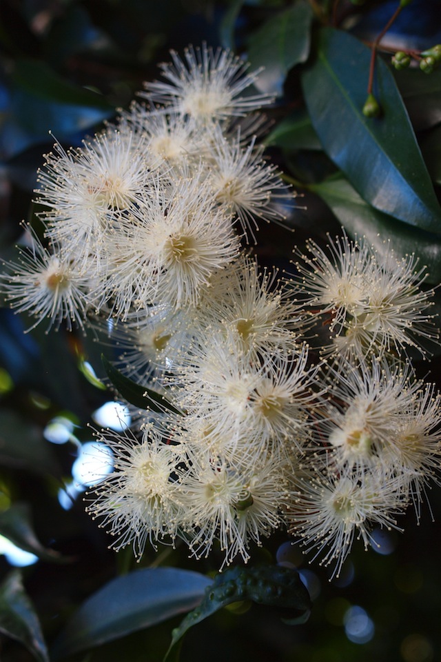 Growing Illawarra Natives