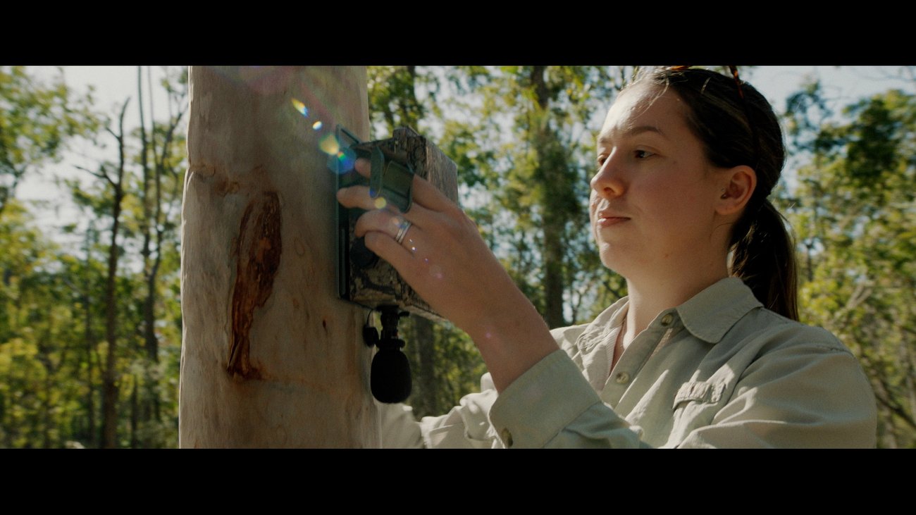 How Google AI is helping to monitor the sounds and songs of wildlife