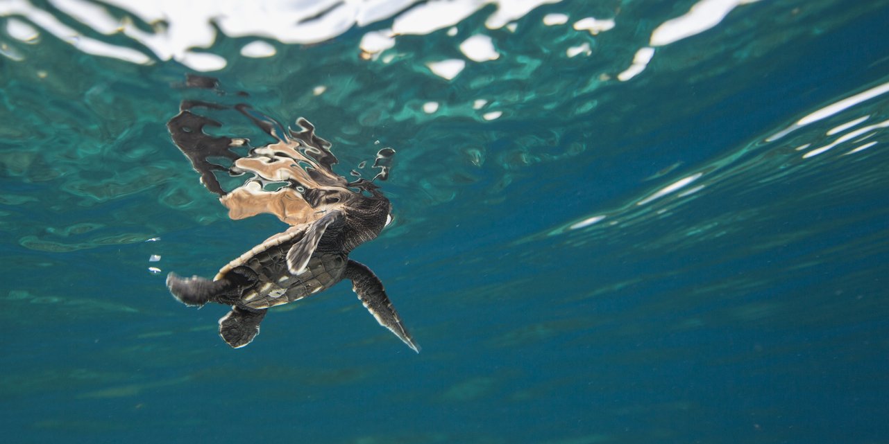 Tour the animal kingdom in Google Earth this World Wildlife Day