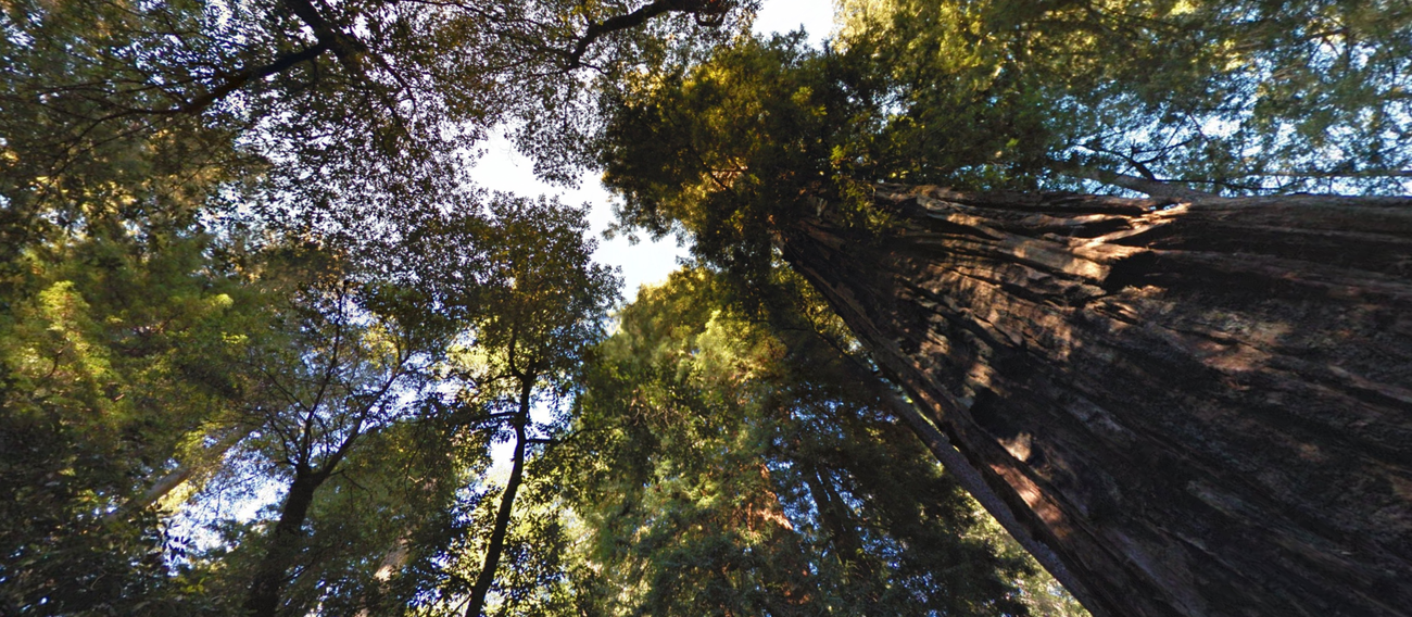Whoa, that’s one big tree … check it out in a new Street View collection