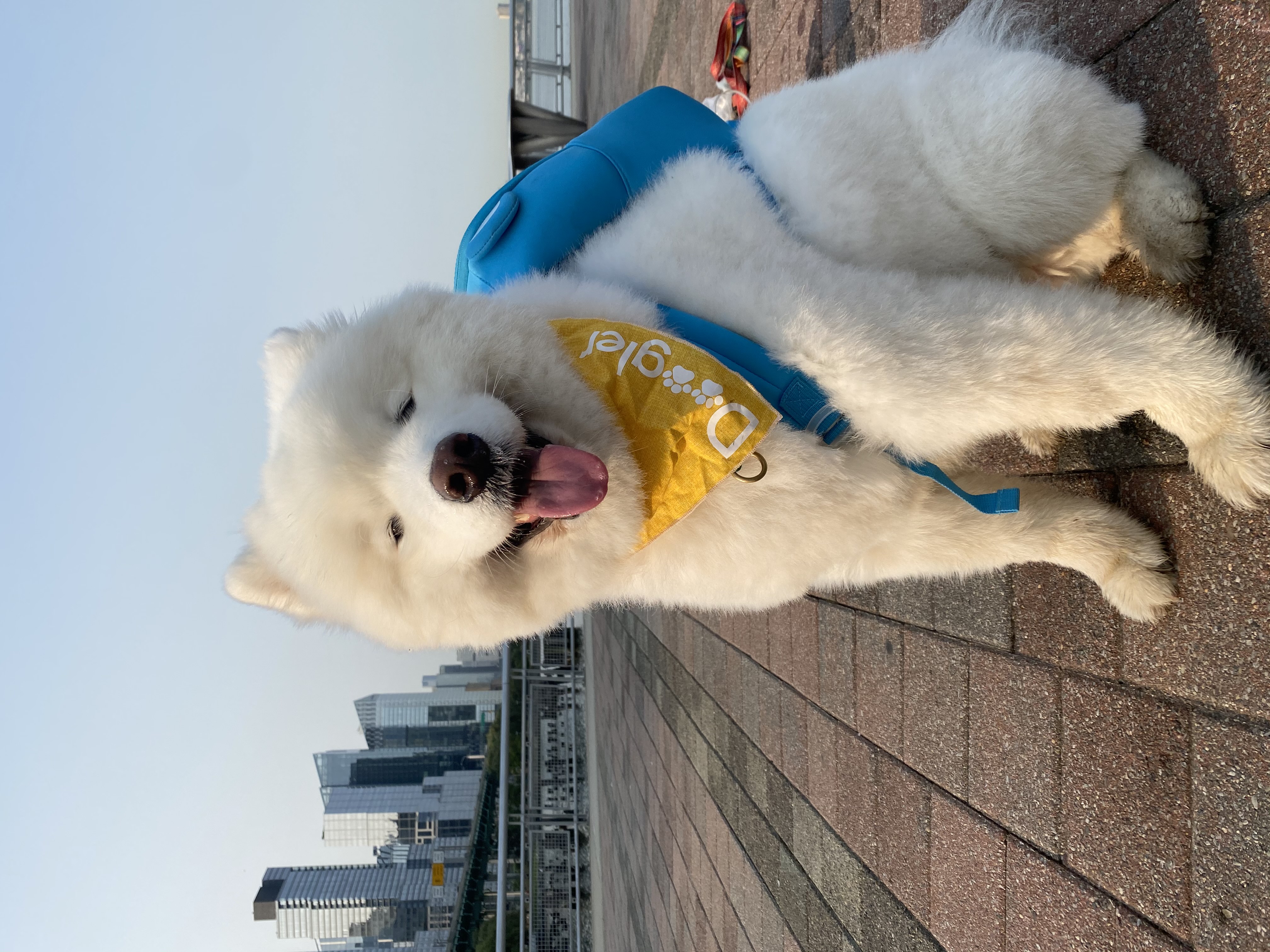 Can You Bring Dogs To Work At Google