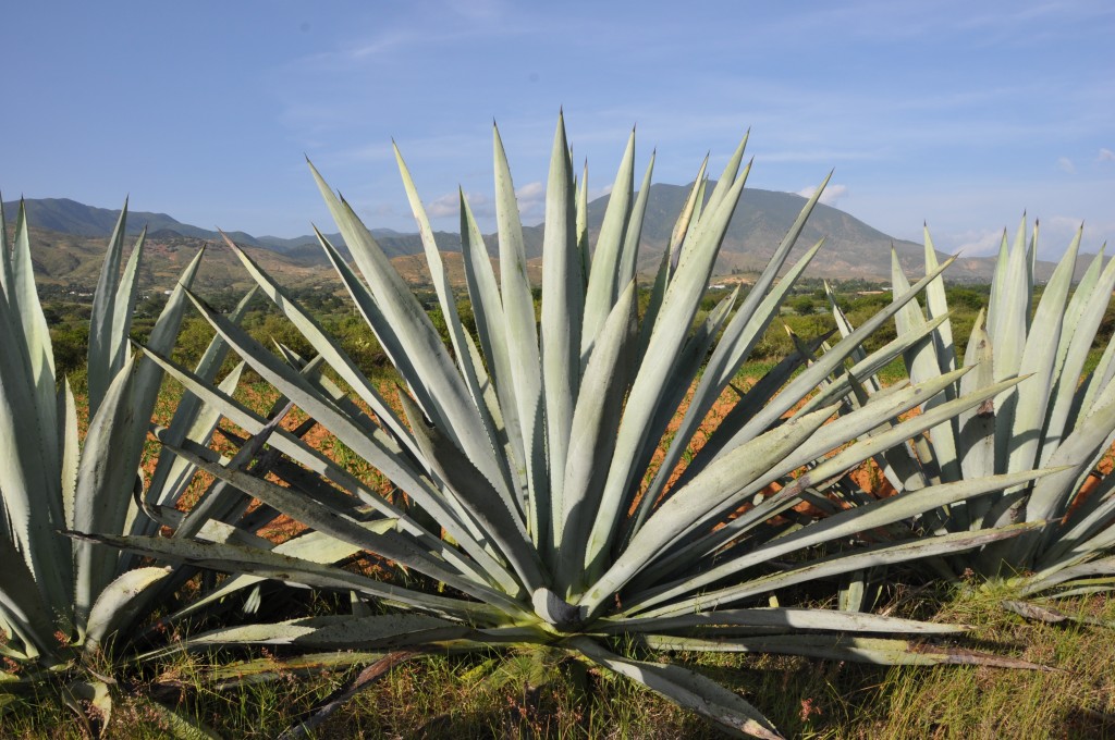 5 especies de agave mezcalero que quizás no conocías - Blog Xcaret ...