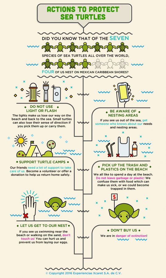 Six actions you can do to save the turtles