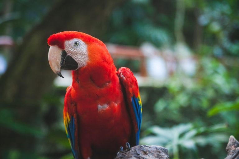 Volver a Casa: Programa de Conservación de la Guacamaya