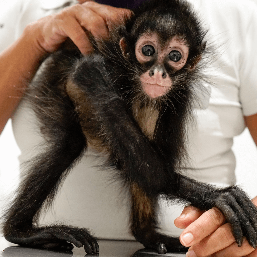 Protection of the spider monkey at Xcaret: rescue and rehabilitation