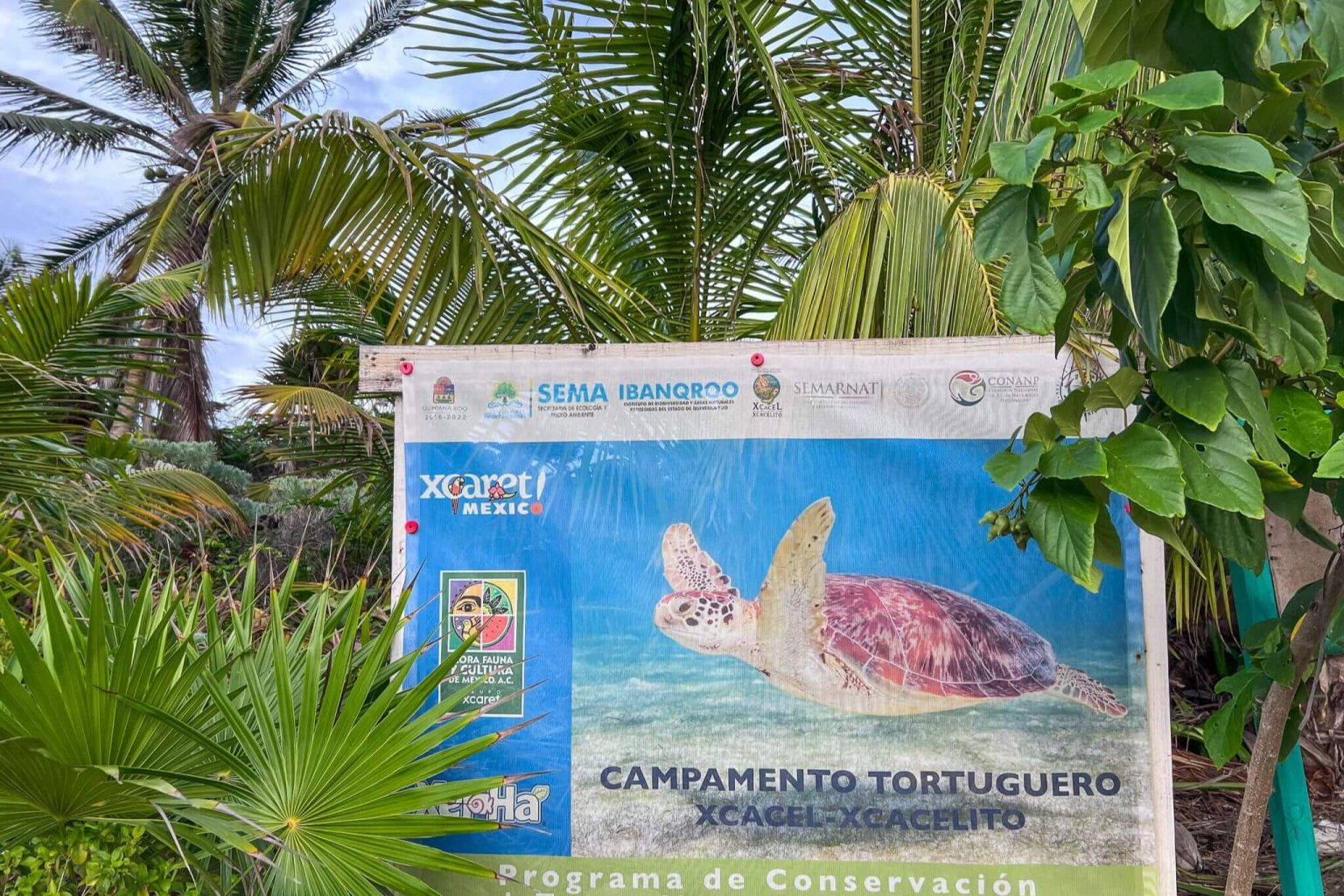 Protección de tortugas marinas en Xcaret y la Riviera Maya