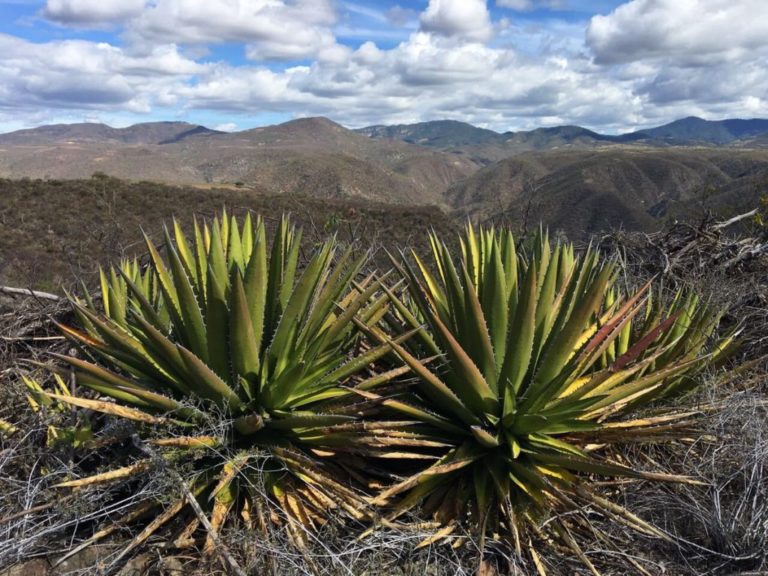5 species of agave mezcalero that maybe you didn’t know about