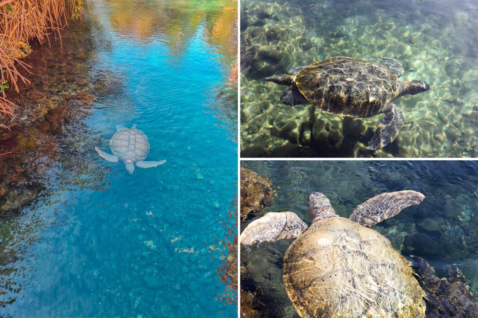 Protección de tortugas marinas en Xcaret y la Riviera Maya
