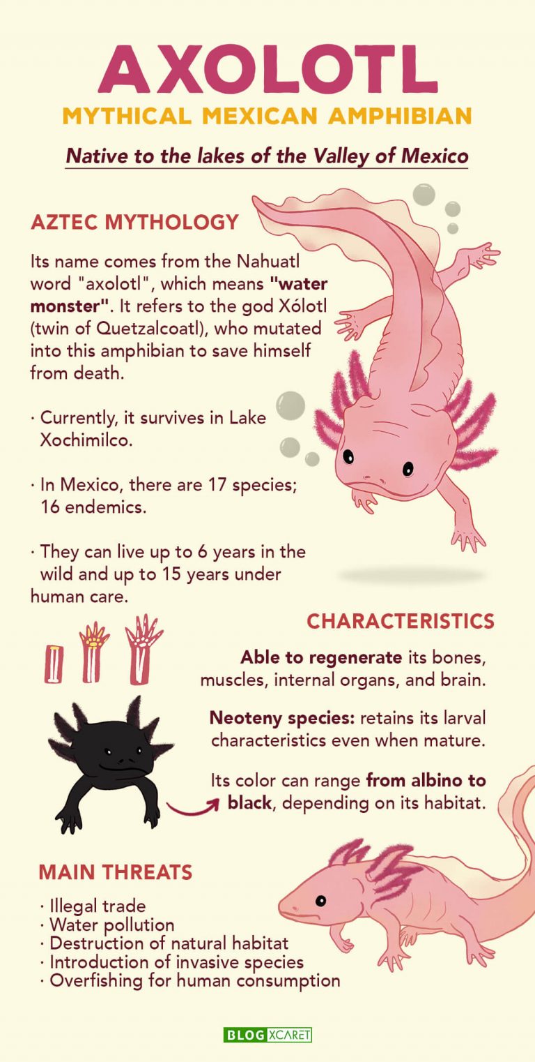 AXOLOTL: MYTHICAL MEXICAN AMPHIBIAN - Xcaret Blog - Read about travel ...