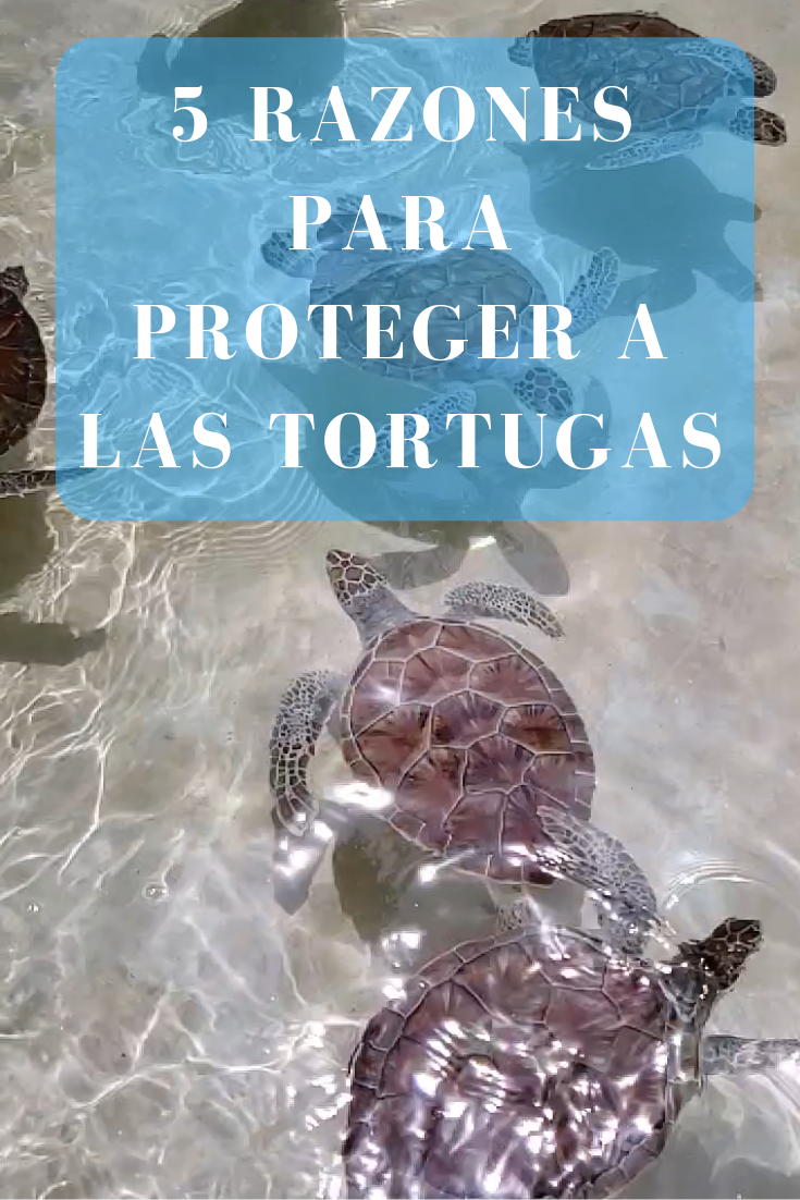 5 razones por las que tenemos que proteger a las tortugas marinas