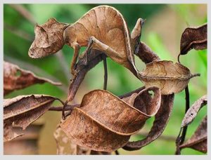 Camouflage masters: the 13 most amazing - Xcaret Blog - Read about ...