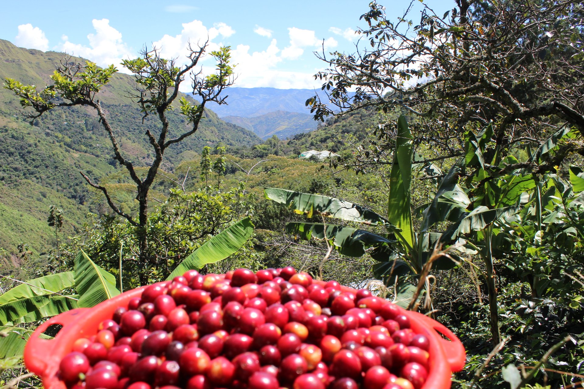 Los secretos del Cafe Mexicano - Blog Xcaret Riviera Maya