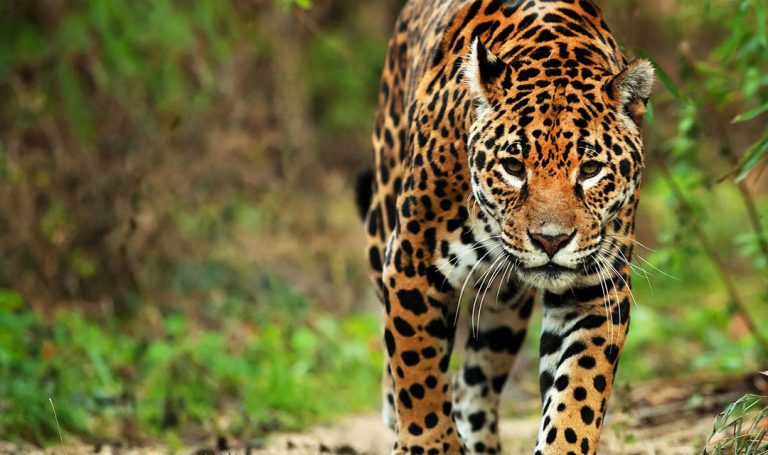 The species in Mexico and their distribution - Blog Xcaret