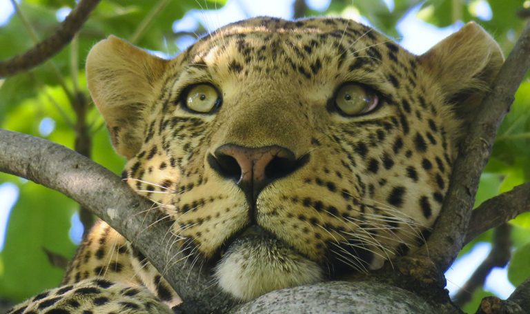 The species in Mexico and their distribution - Blog Xcaret