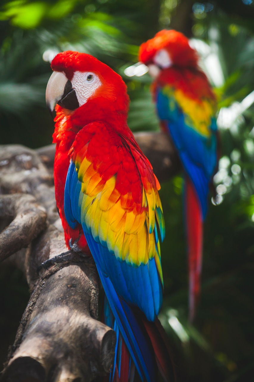 Flying Home: Scarlet Macaw Conservation Program at Xcaret