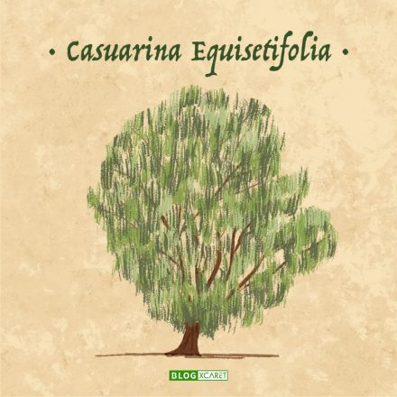 Casuarina: Qué es y por qué amenaza a nuestros manglares