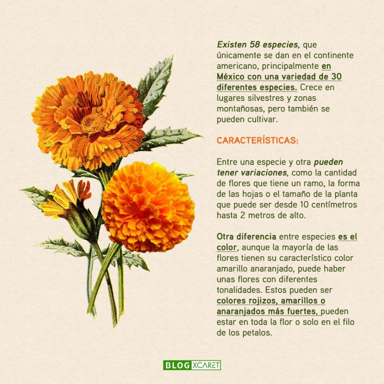 La flor de Cempasúchil: flor de Dia de Muertos que da vida