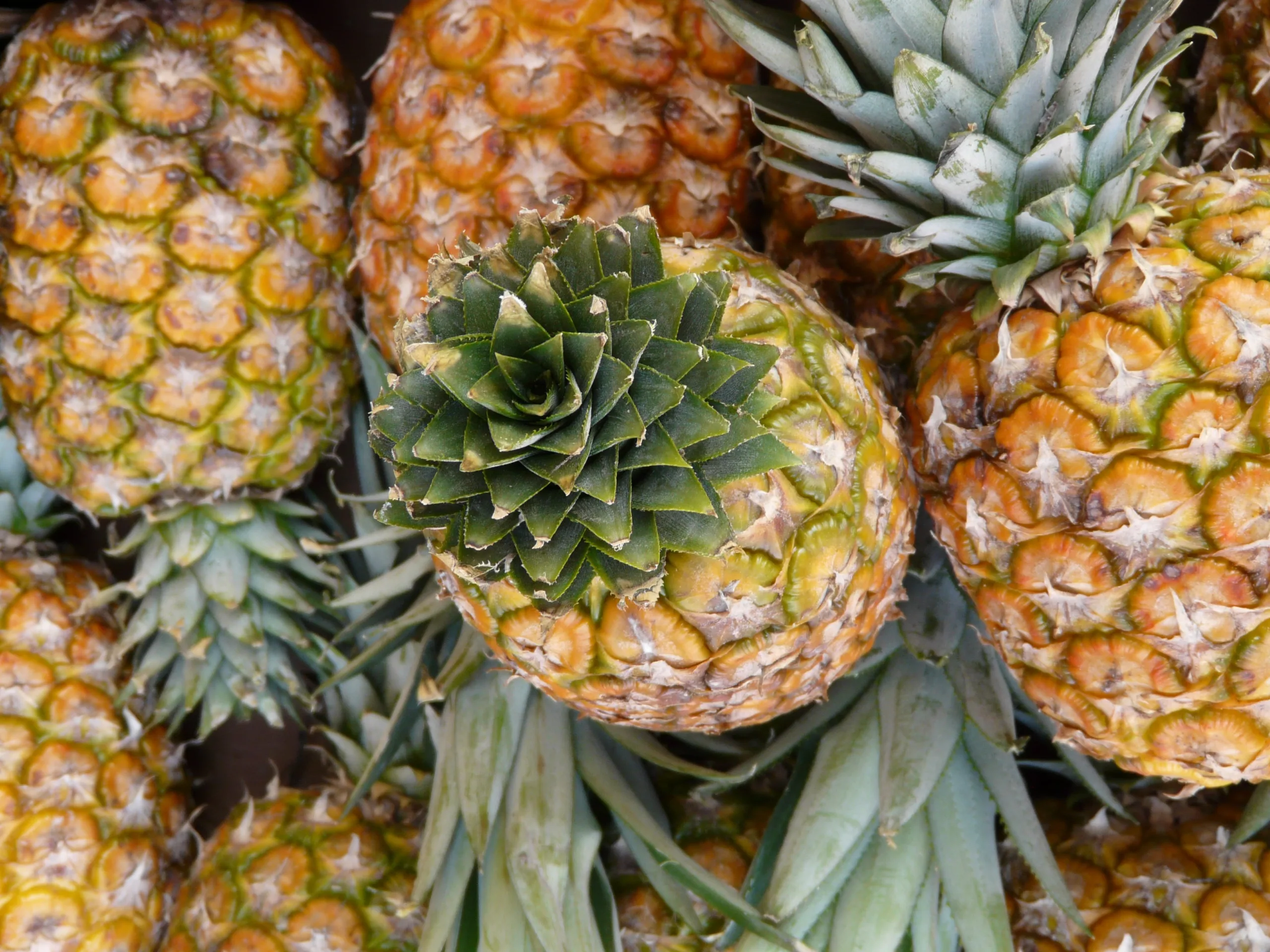 Hawaii Pineapples: What to Know Before Your Next Tropical Treat ...