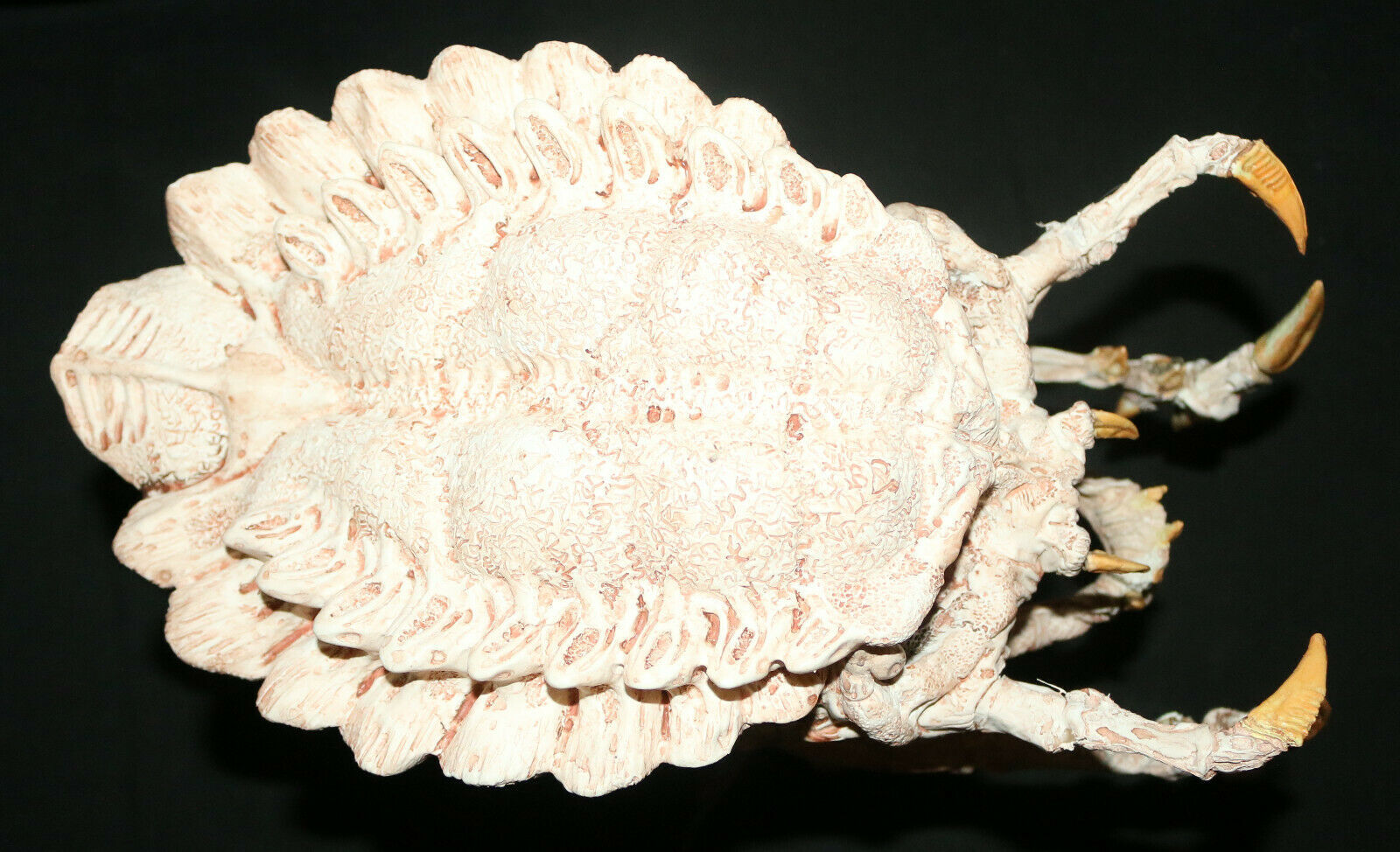 Predator 2 Trophy Skull Prop w Stand Custom Made Hand Painted by Carlos ...