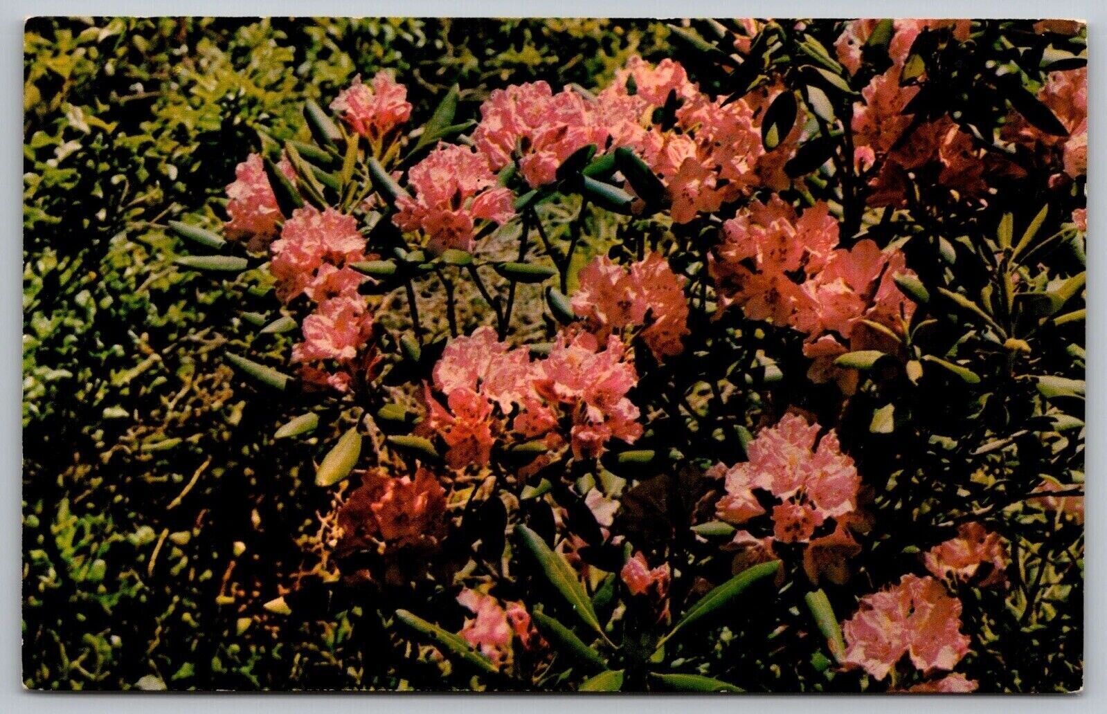 Native Rhododendron Peaks Otter Lodge Blue Ridge Parkway Virginia VA ...