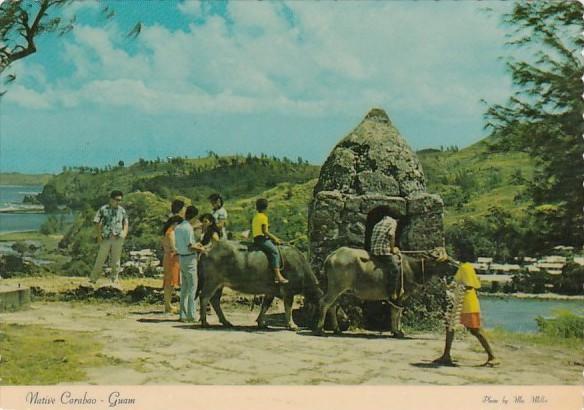 Guam Native Carabao Or Water Buffalo At Stone Sentry House At Fort ...