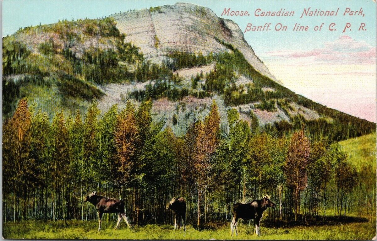 Moose Banff National Park Alberta AB on CPR Line Postcard G2 | Canada ...