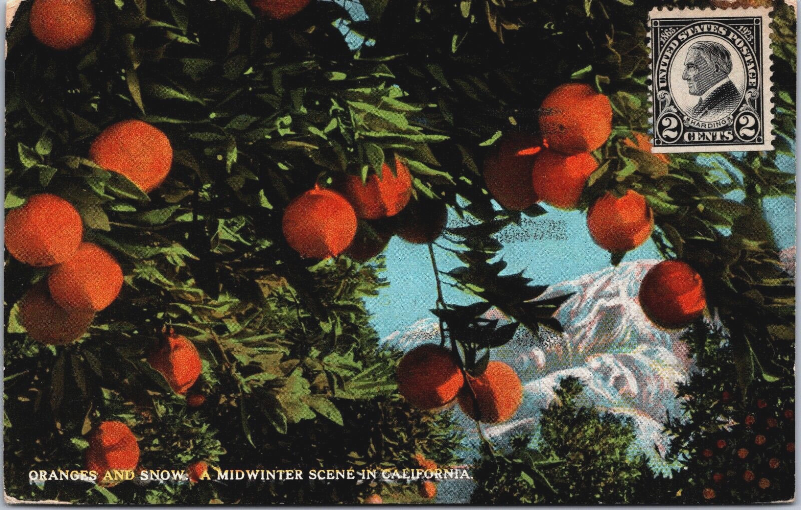 Oranges and Snow A Midwinter Scene In California Vintage Postcard C088 ...
