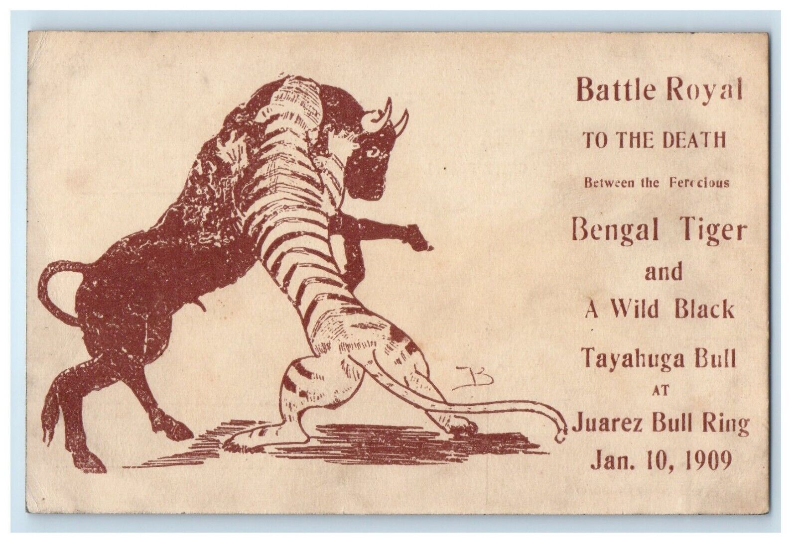 1909 To the Death Battle Fight Bengal Tiger VS Bull Juarez Ring Mexico ...