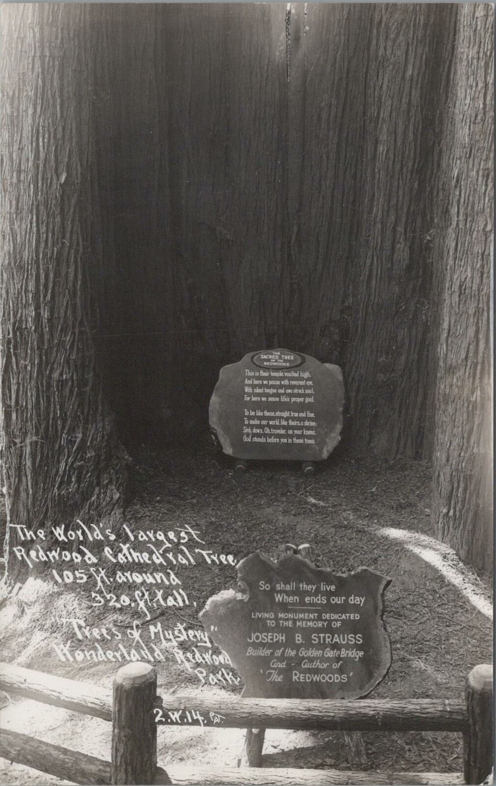 RPPC Postcard World's Largest Redwood Cathedral Tree Redwood Park CA ...