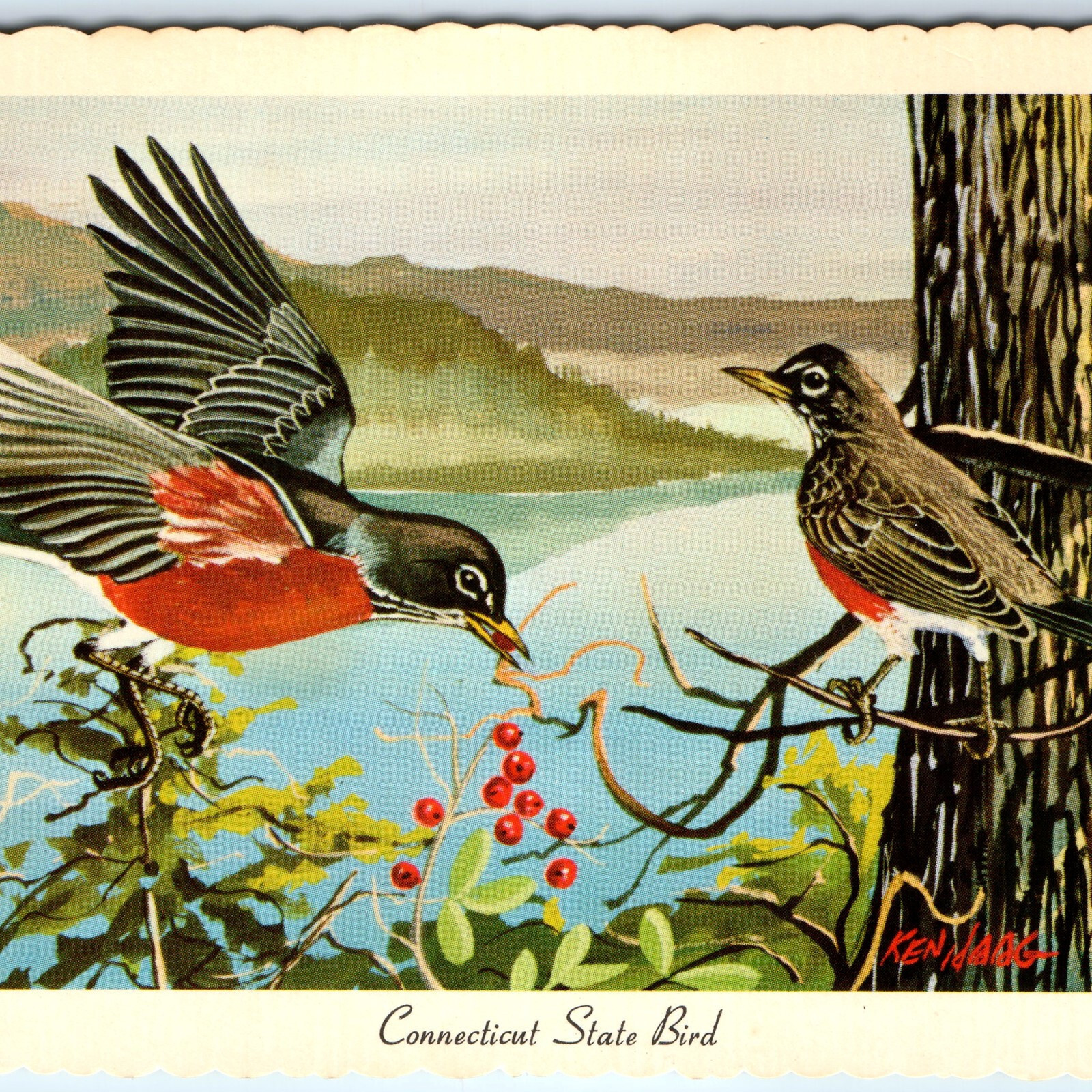 1967 CT Connecticut State Bird American Robin Eats Ken Haag Painting ...
