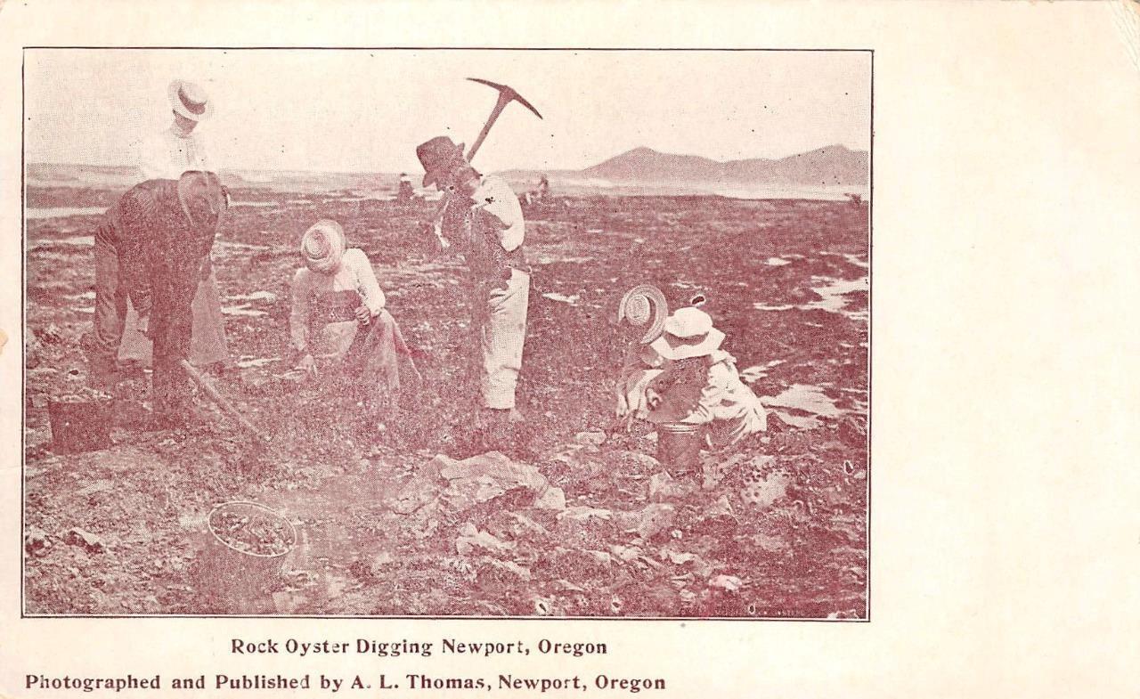 Rock Oyster Digging, Newport, Oregon Lincoln County c1900s Vintage ...