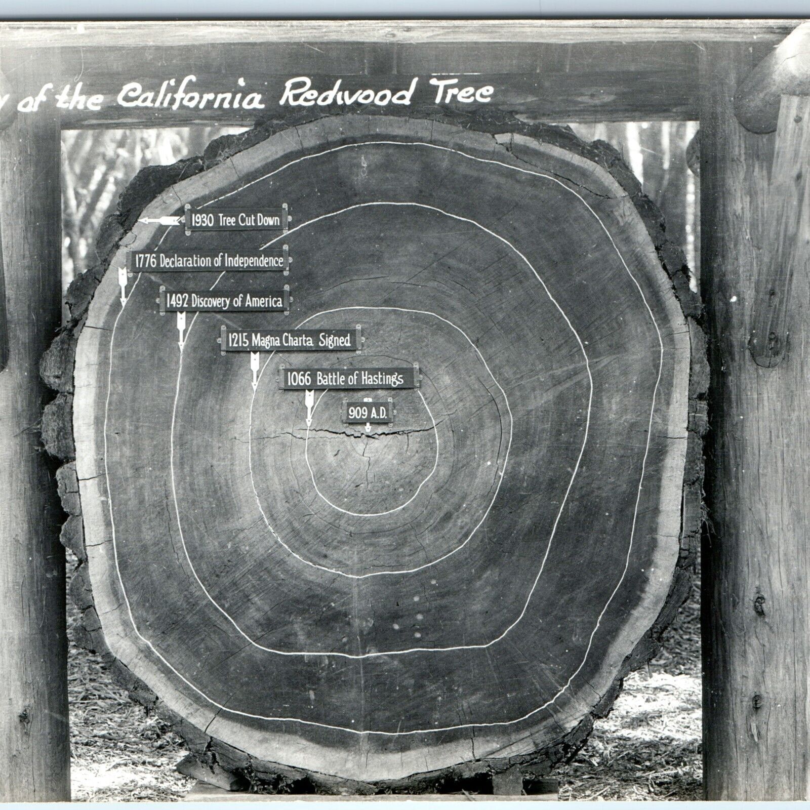 c1940s CA Park History of California Redwood Tree Ancient Sequoia Rings ...