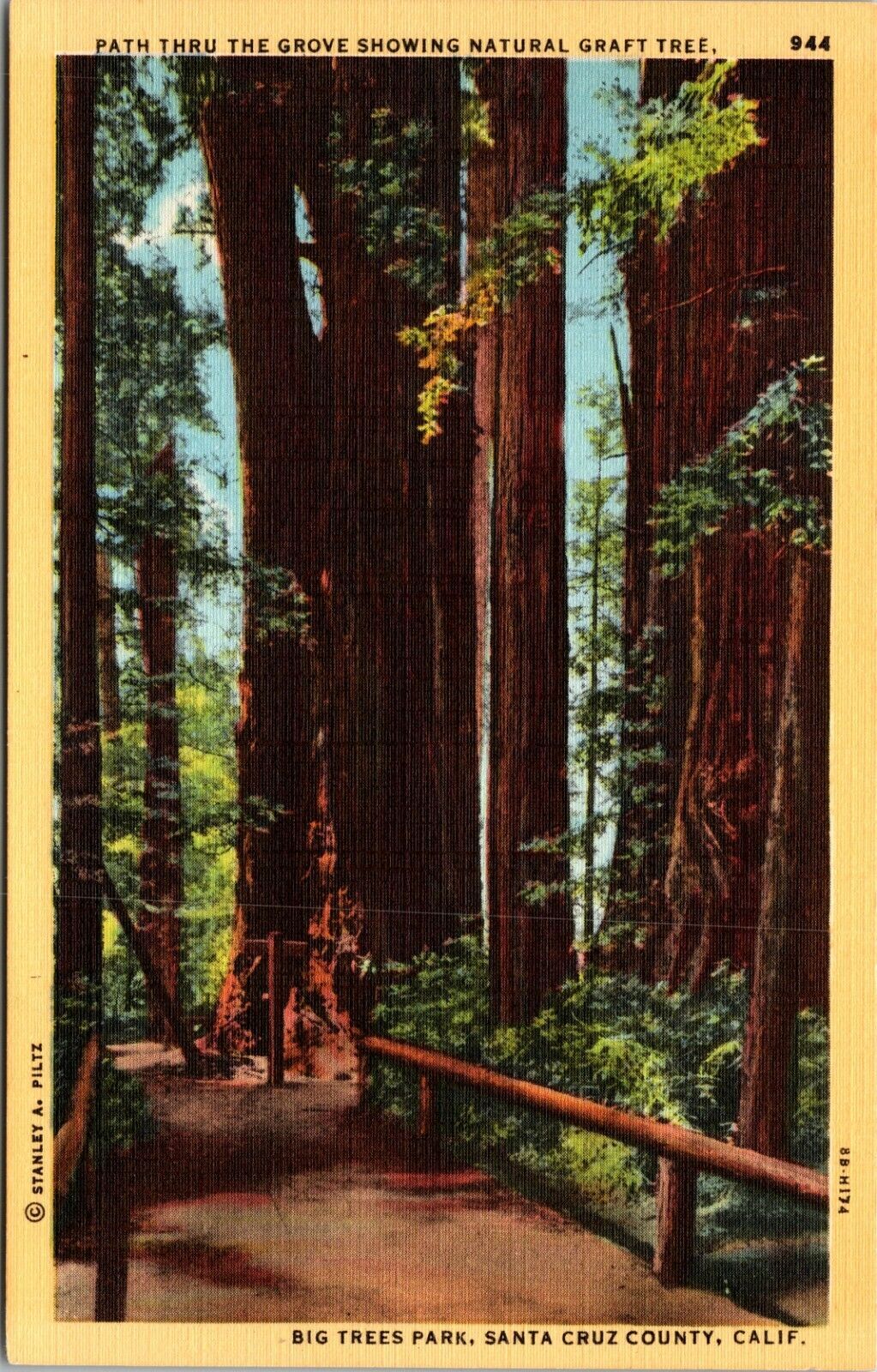 Vintage 1930's Giant Redwood Tree, Big Trees Park, California CA ...