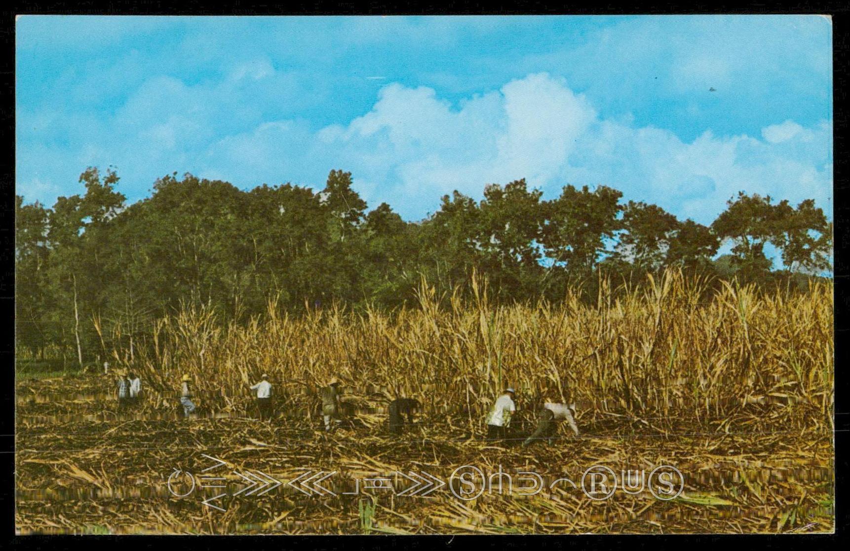 Harvesting Sugar Cane in Puerto Rico | Latin & South America - South ...