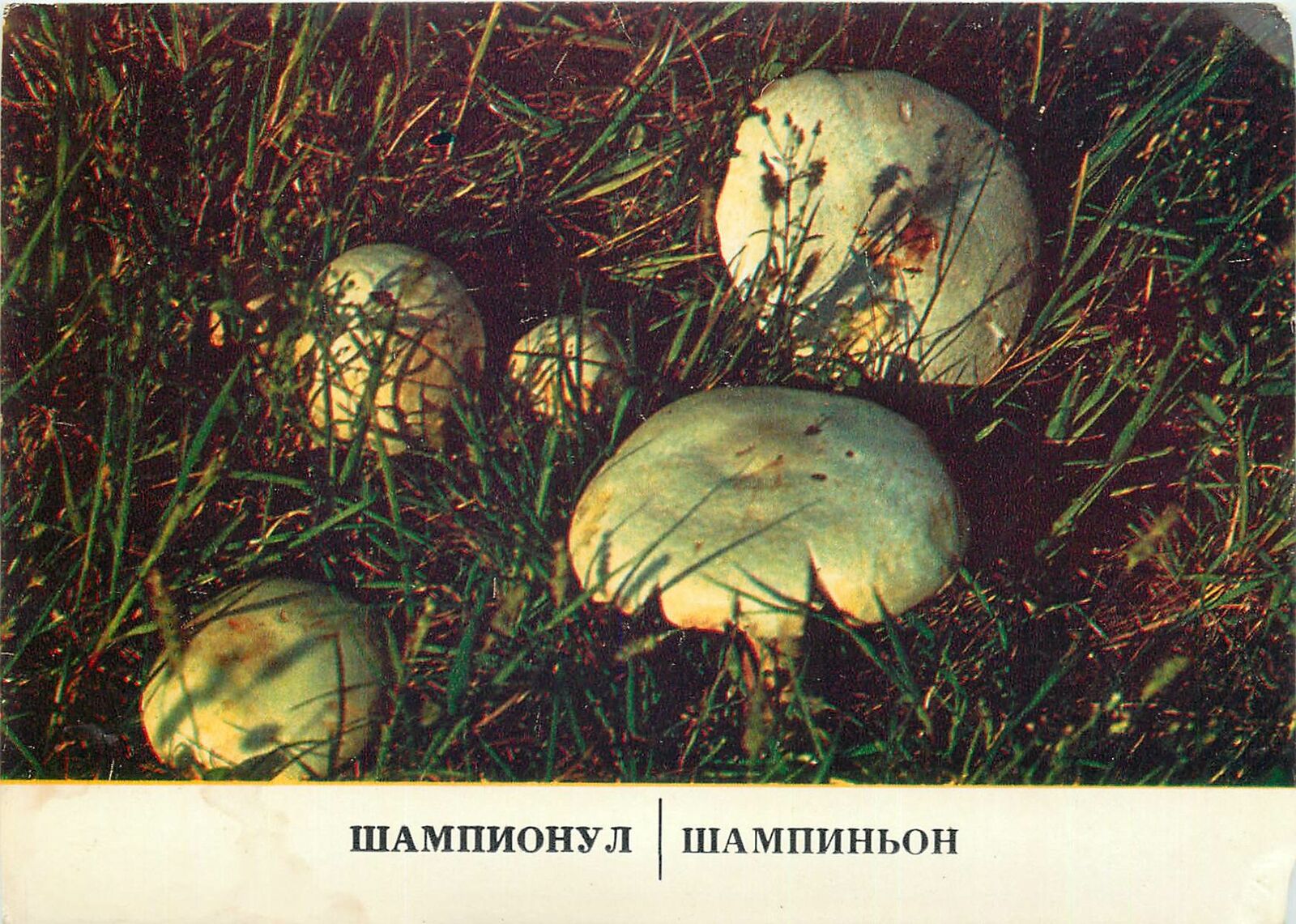 Mushrom types Postcard Russian characters tree trunk | Other / Unsorted ...