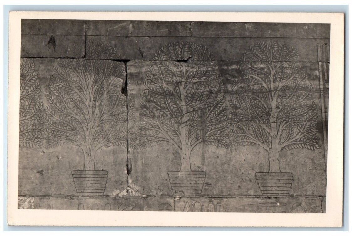 c1920's Temple Of Queen Hatshepsut Trees Hieroglyphs Thebes Egypt RPPC ...