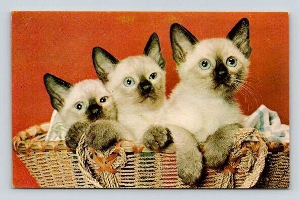 Alfred Mainzer Siamese Kitty, Cat, Kitten - Postcard No 812 | Other ...