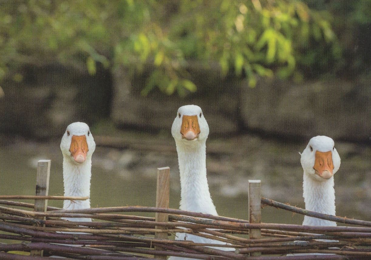 The Three Stooges Ducks As Peeping Toms Comic Bird Postcard | Topics ...