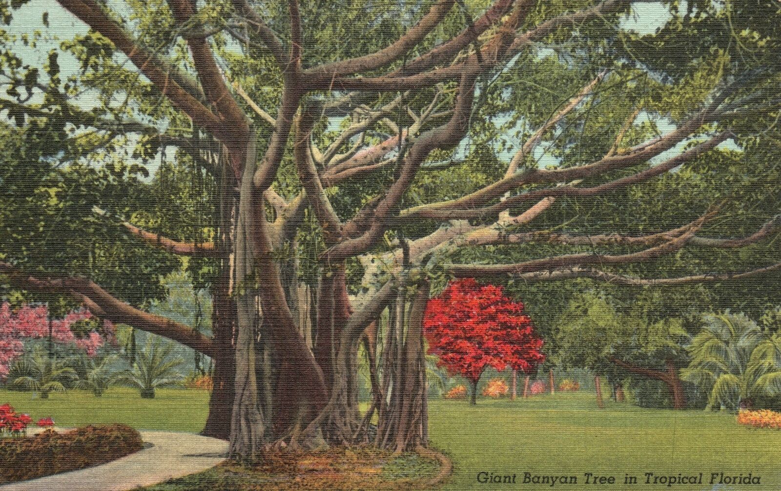 Vintage Postcard 1940's Giant Banyan Tree Most Curious Trees In ...