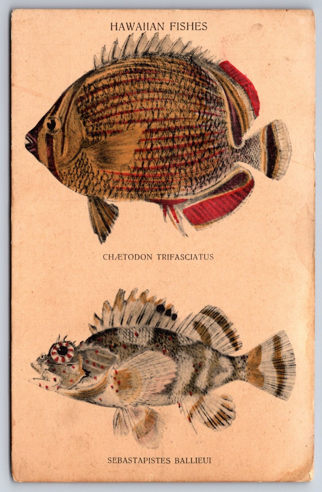 Fish of Hawaii~Chaetodon Trifasciatus & Sabastapistes Ballieui~c1910 ...