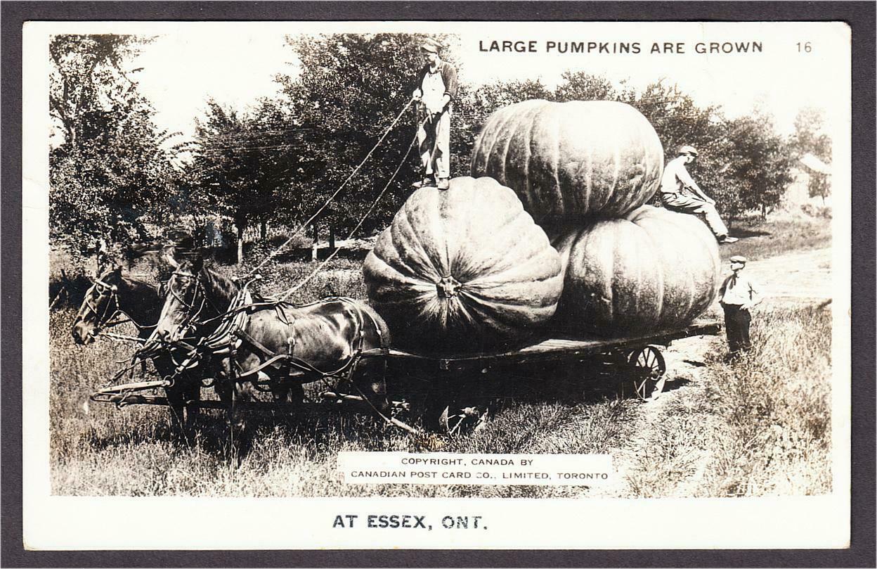 Essex Ontario Canada Pumpkin Farming Exaggeration Comic Postcard RPPC ...